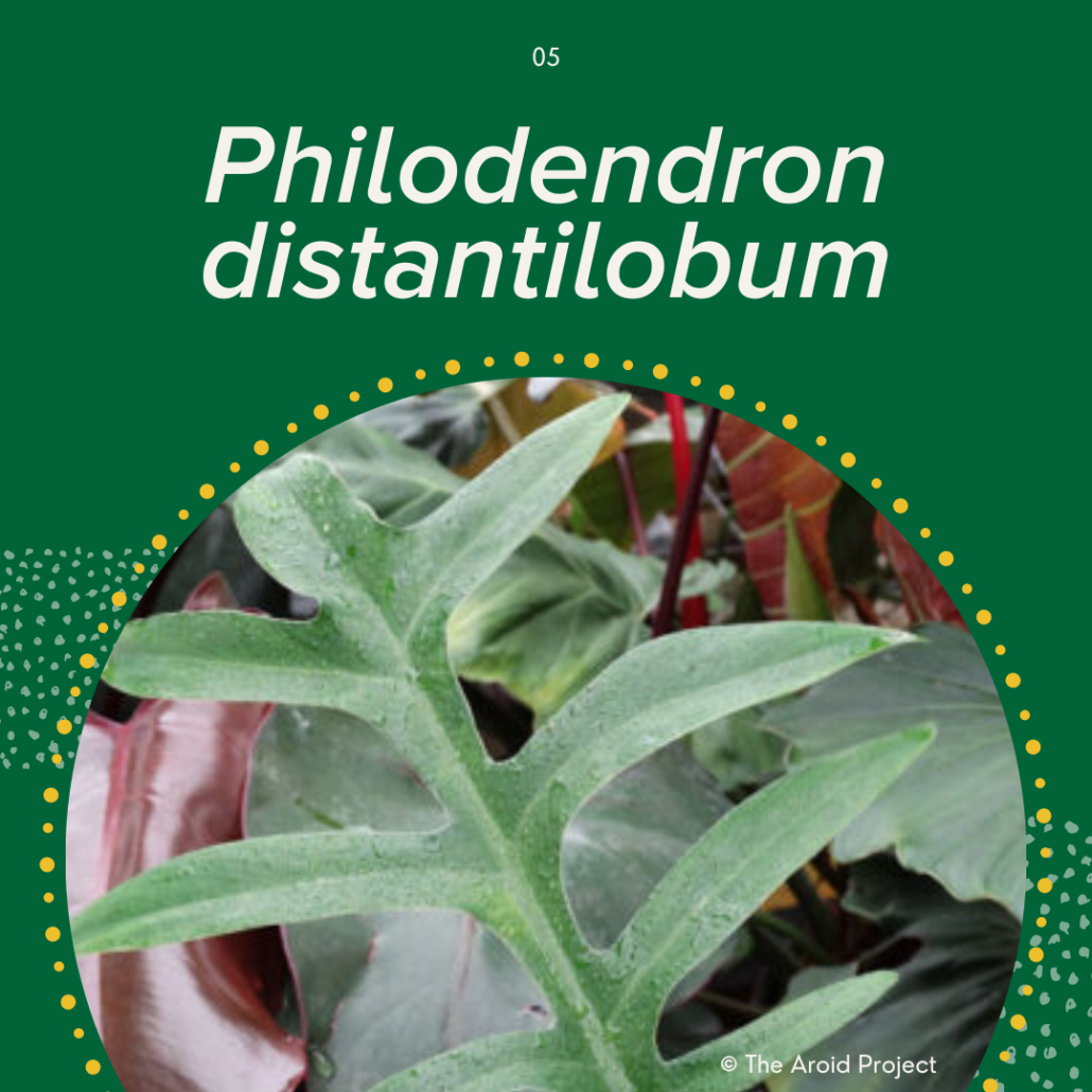 Popular Aroids to Add to Your Collection | Espoma Organic