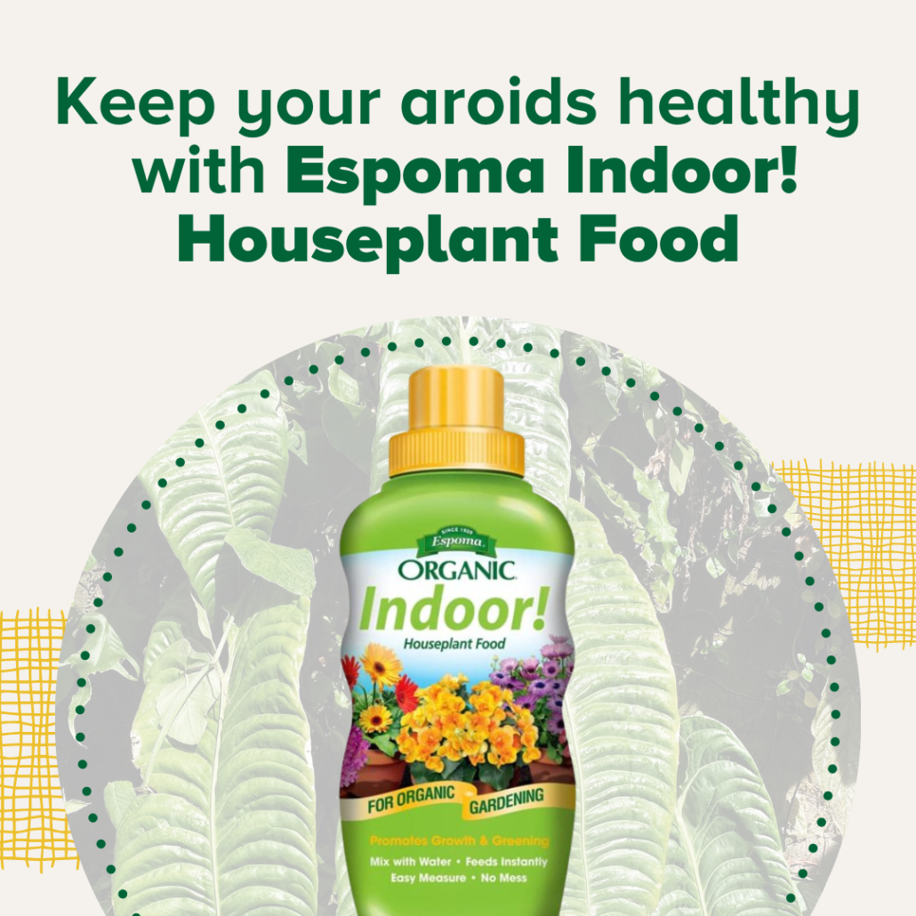 Popular Aroids to Add to Your Collection | Espoma Organic