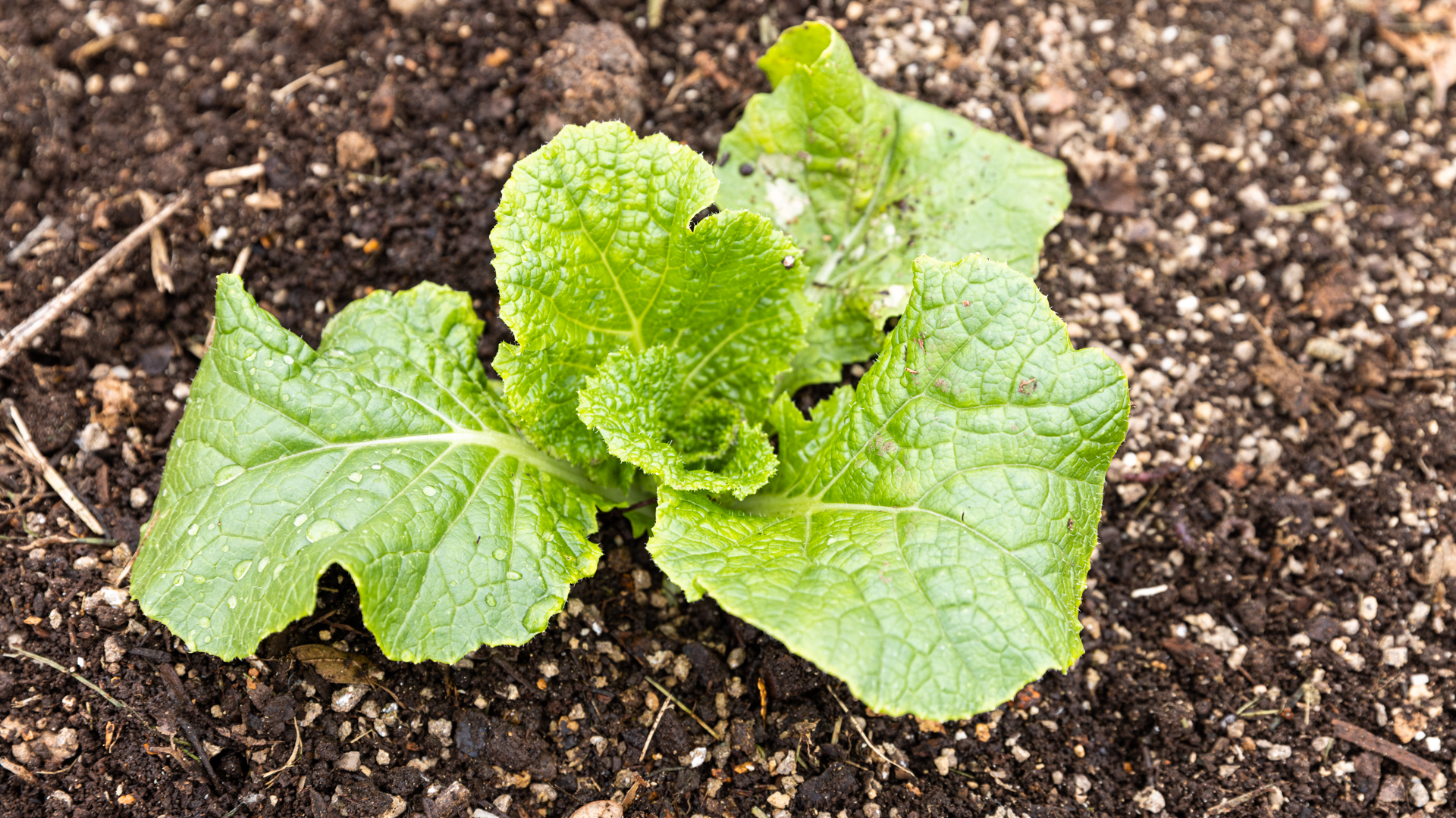 Plant-tone organic fertilizer | Espoma