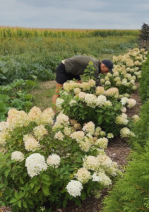 Espoma Organic Soil Acidifier - Turns Hydrangeas Blue Espoma Organic