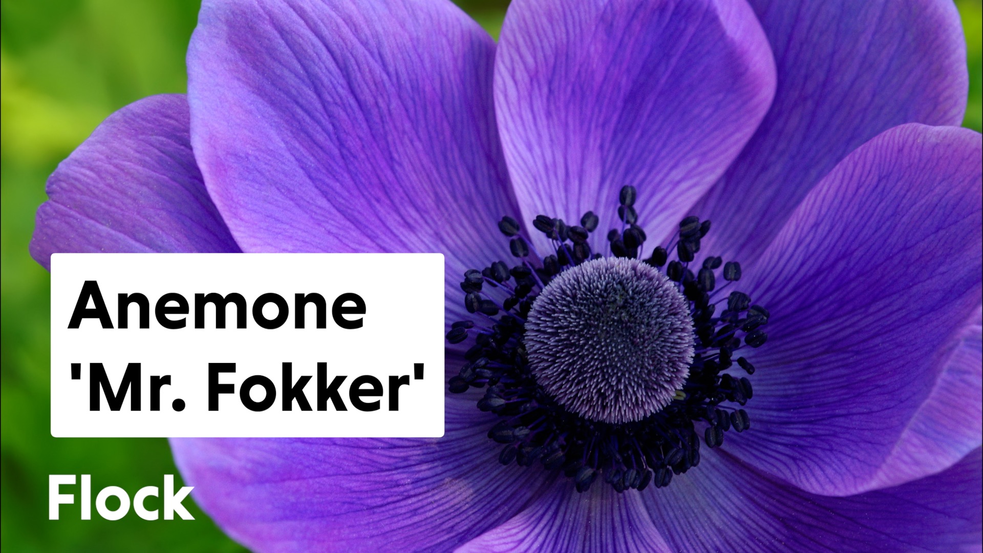 Espoma Organic Biotone Starter Plus Organic Fertilizer | Espoma