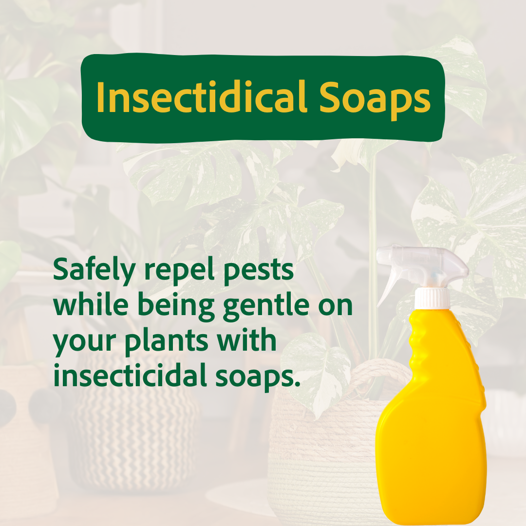 Growing Joy with Maria Blog – DIY Houseplant First Aid Kit | Espoma Organic