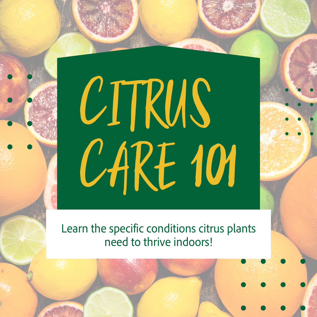 Espoma Organic Citrus-tone Organic Fertilizer | Espoma Organic