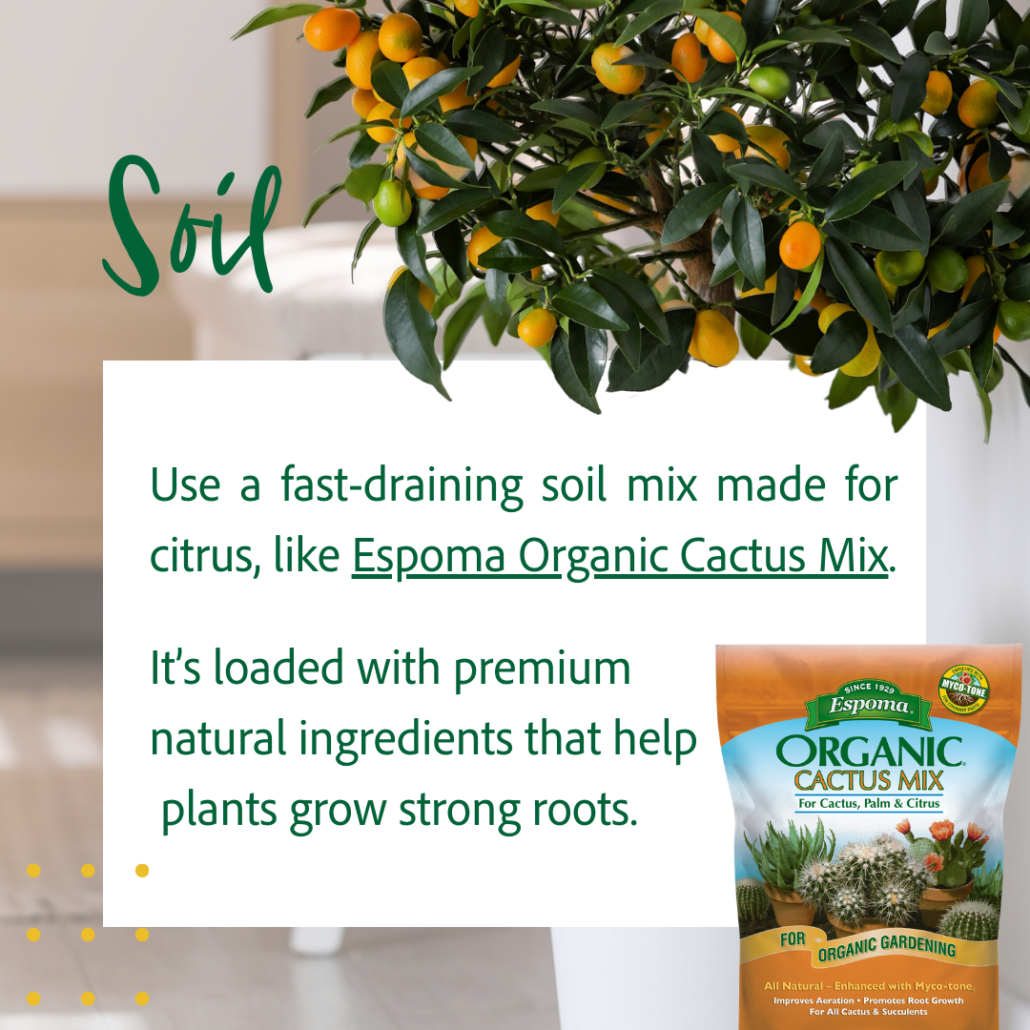 Growing Joy with Maria Blog – How to Grow Citrus Indoors ?? | Espoma ...