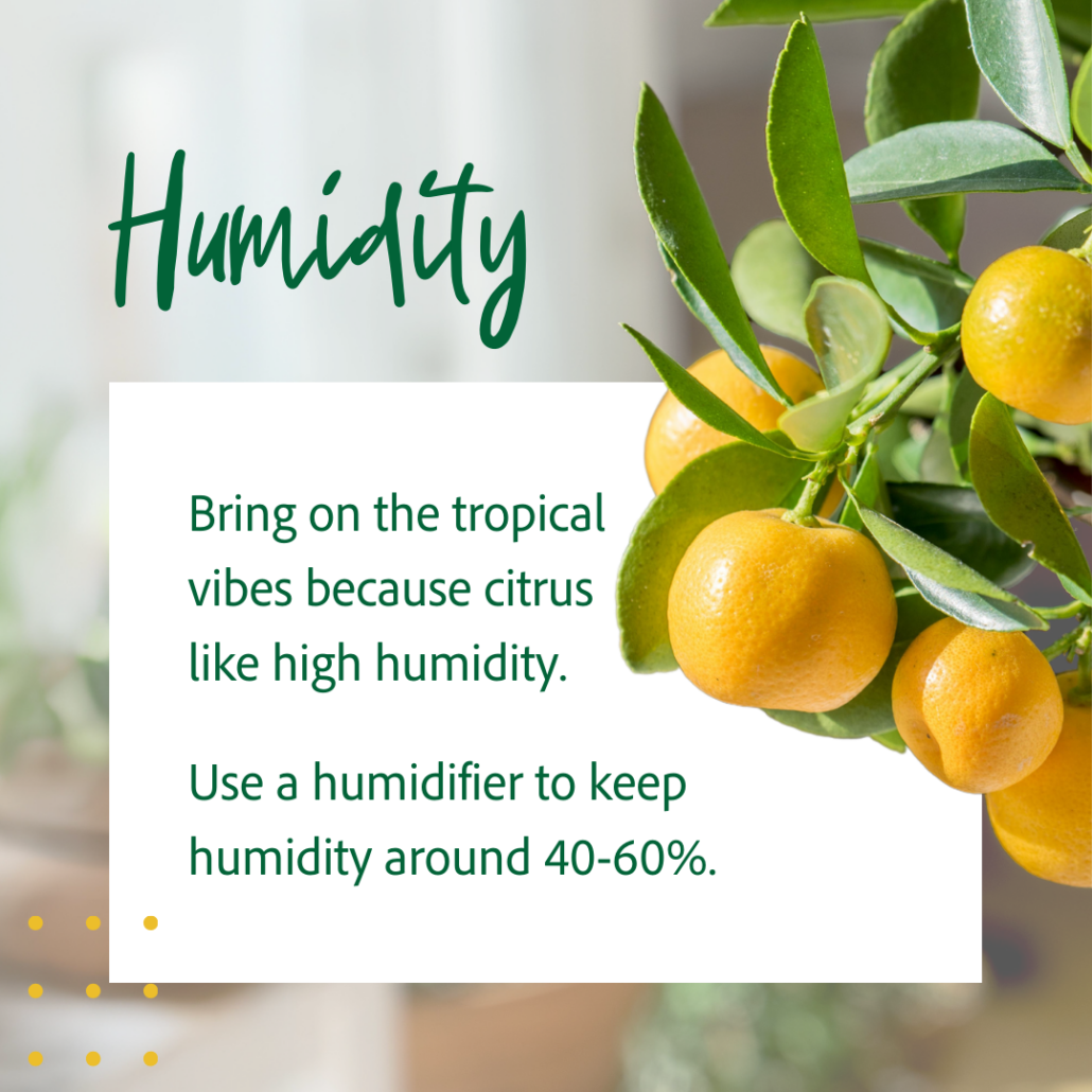 Growing Joy with Maria Blog – How to Grow Citrus Indoors ?? | Espoma ...