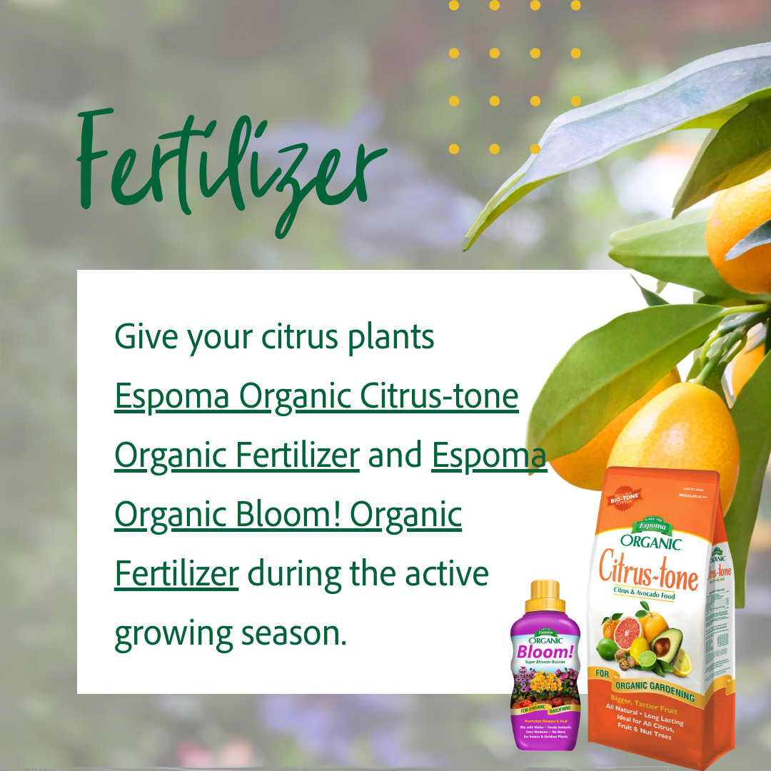 Growing Joy with Maria Blog – How to Grow Citrus Indoors ?? | Espoma ...