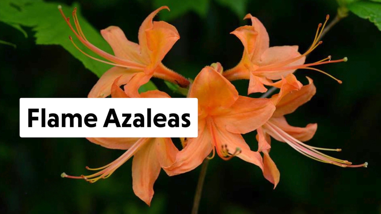 VIDEO: Planting NATIVE FLAME AZALEAS ? with Summer Rayne Oakes | Espoma ...