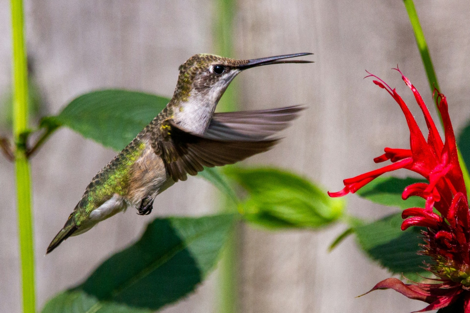 How to Attract Hummingbirds to Your Garden with the Right Plants ...