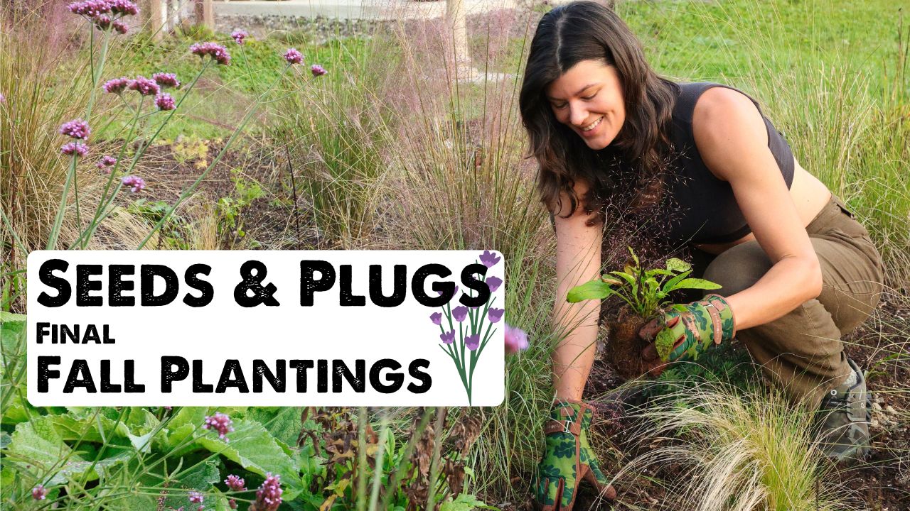 VIDEO: Planting Native Violets from Seed and Plant Plugs 🌸 with Summer ...