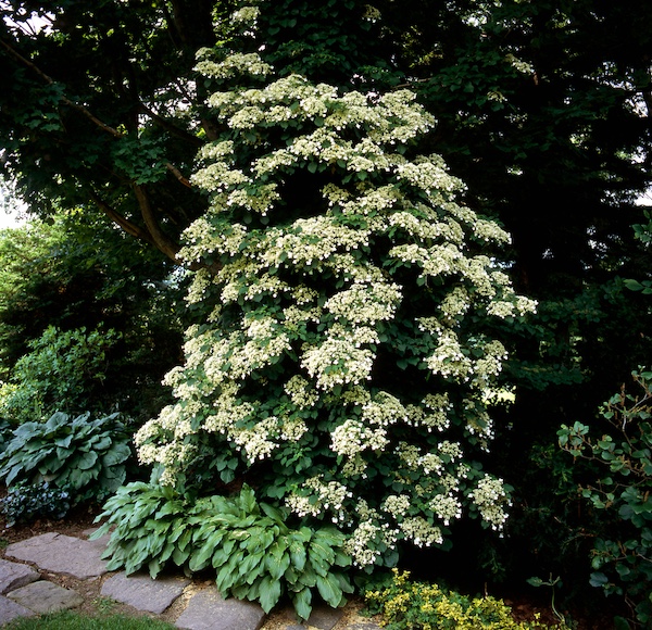 Choosing the Best Organic Fertilizer for Hydrangeas | Espoma Organic