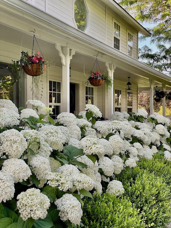 Meet The Hydrangea Queen: Skye Hamilton - Espoma Organic