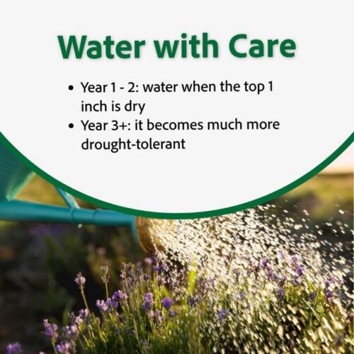 How to Grow Lavender | Growing Joy with Maria - Espoma Organic